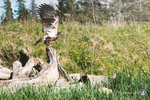 Yellowstone Nationalpark, Tiere die Du im Park sehen kannst