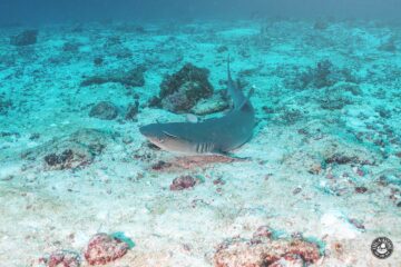 Malediven Tauchurlaub: Die 10 besten Inseln zum Tauchen