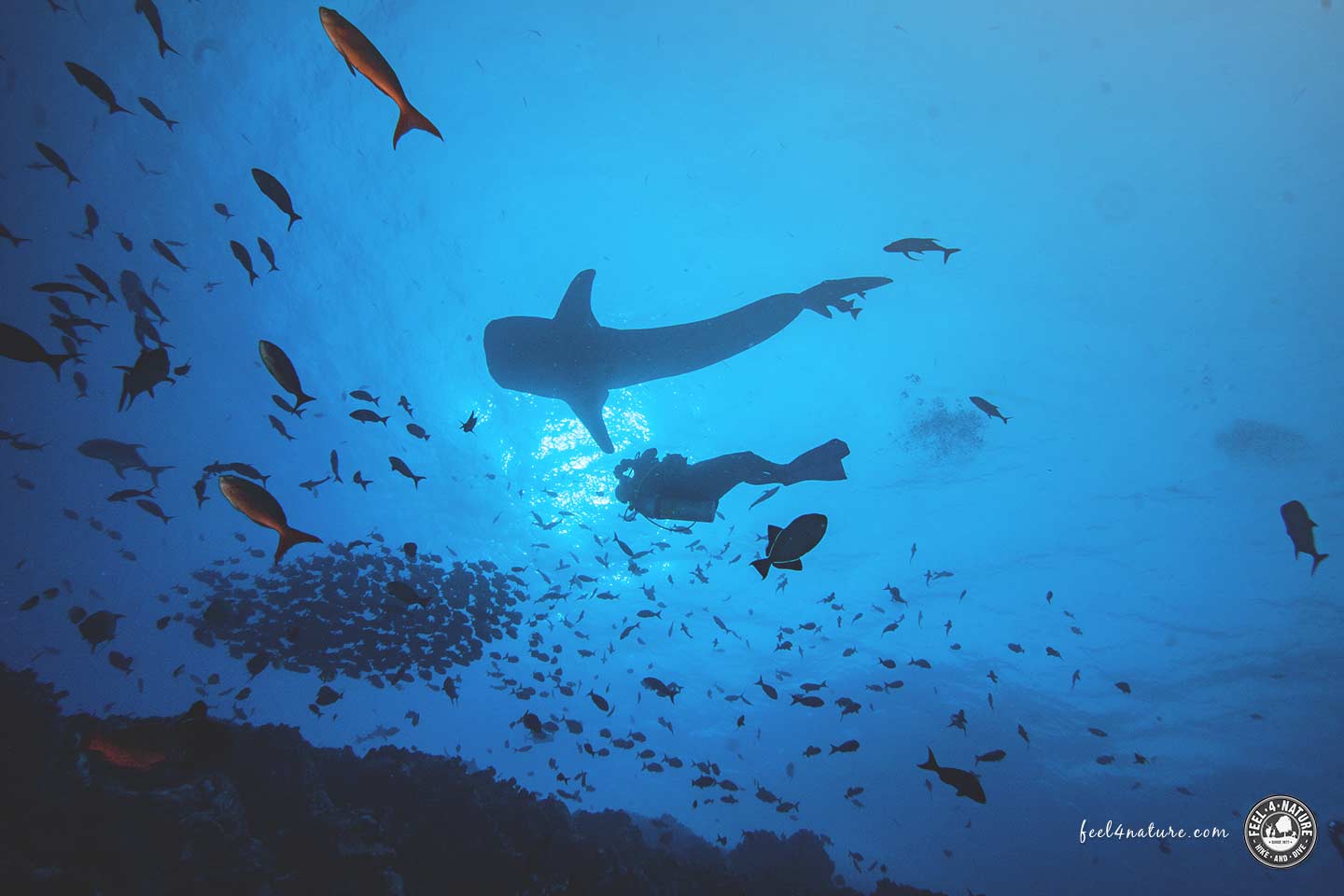 Malediven Tauchurlaub: Die 10 besten Inseln zum Tauchen