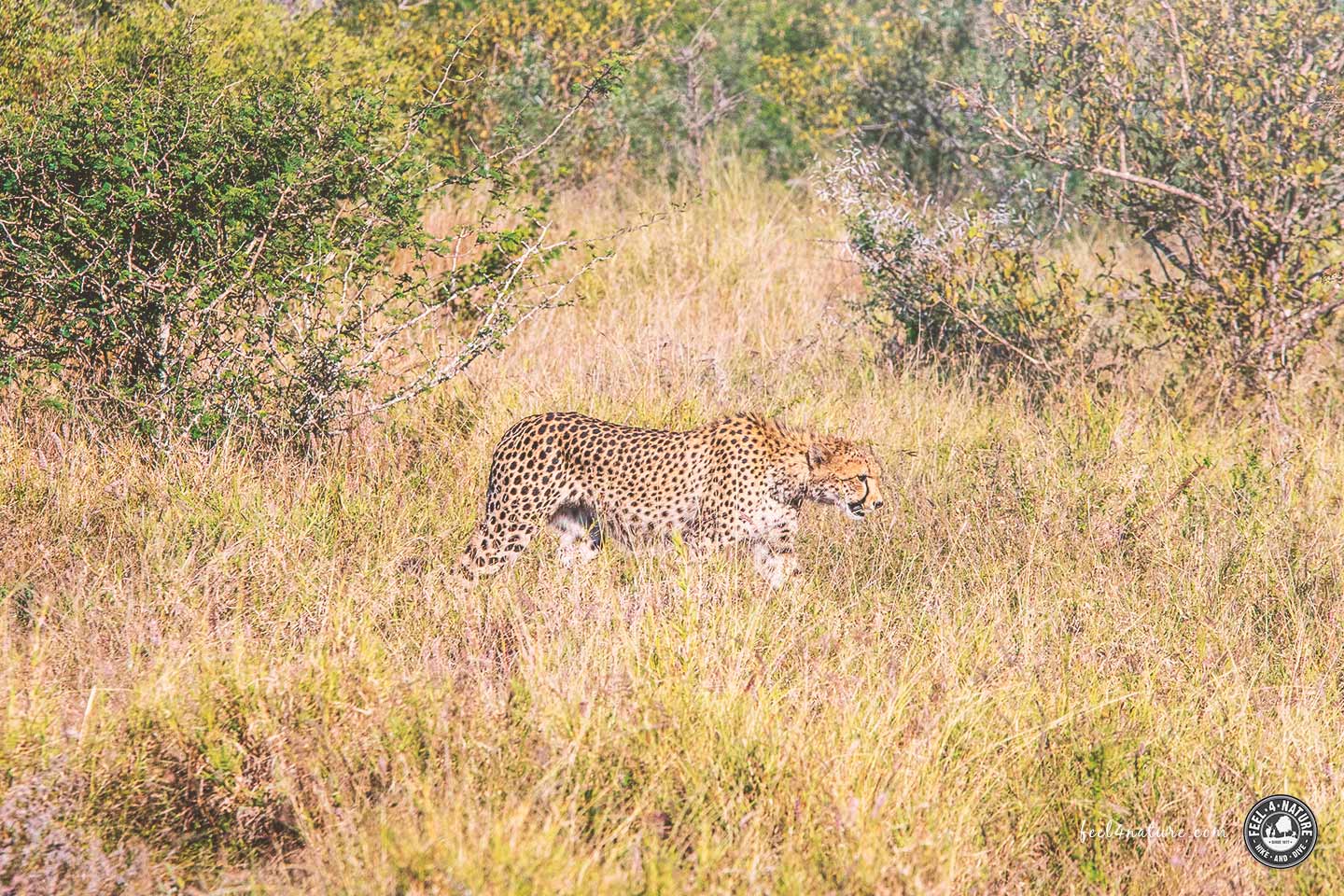 Kruger National Park: Tiere die Du in Südafrika sehen kannst